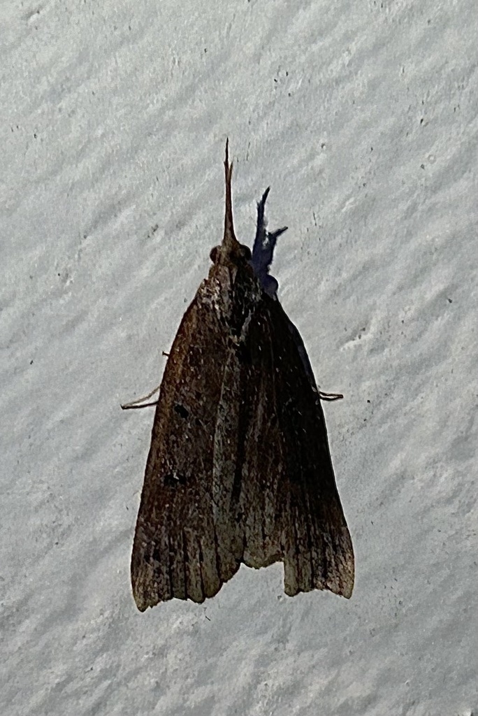 California Cloverworm Moth from Marin Headlands, Sausalito, CA, US on ...