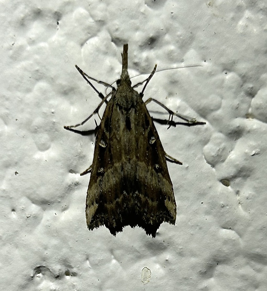 California Cloverworm Moth from Marin Headlands, Sausalito, CA, US on ...