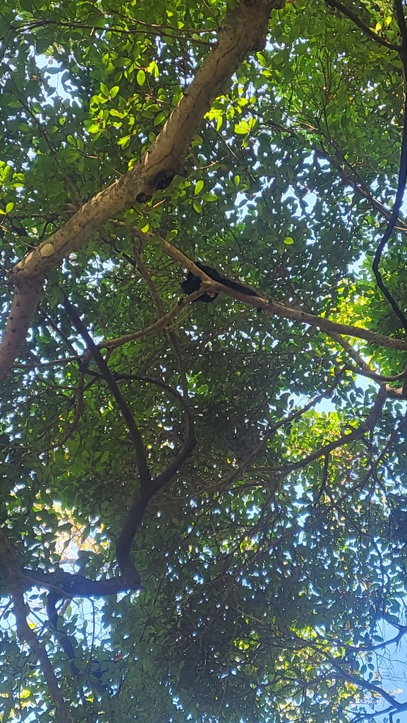 Saraguato de manto desde Montezuma, Provincia de Puntarenas, Puntarenas ...