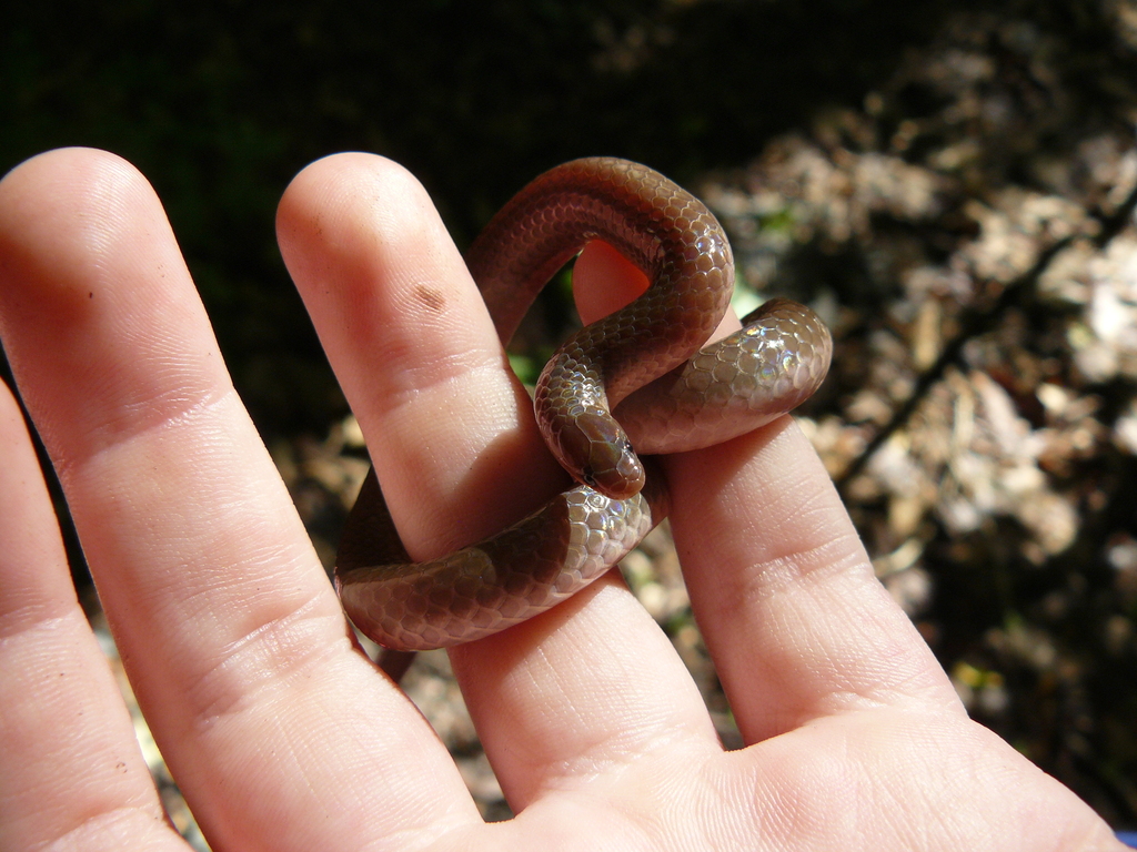 Eastern Worm Snake from Rose Hill, VA, USA on June 29, 2015 at 08:38 AM ...