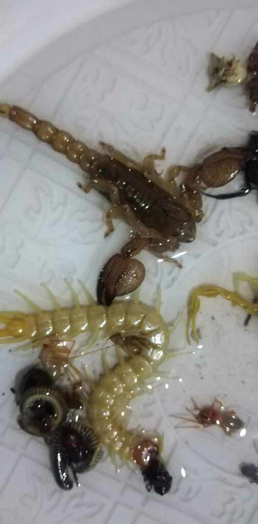 Tropical Centipedes from Tadjenanet, Algérie on January 13, 2024 at 06: ...
