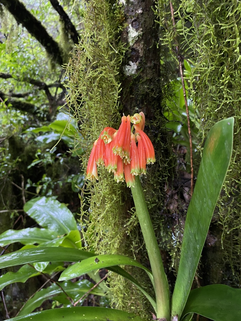 Longstem Bushlily in January 2024 by Carel Fourie · iNaturalist