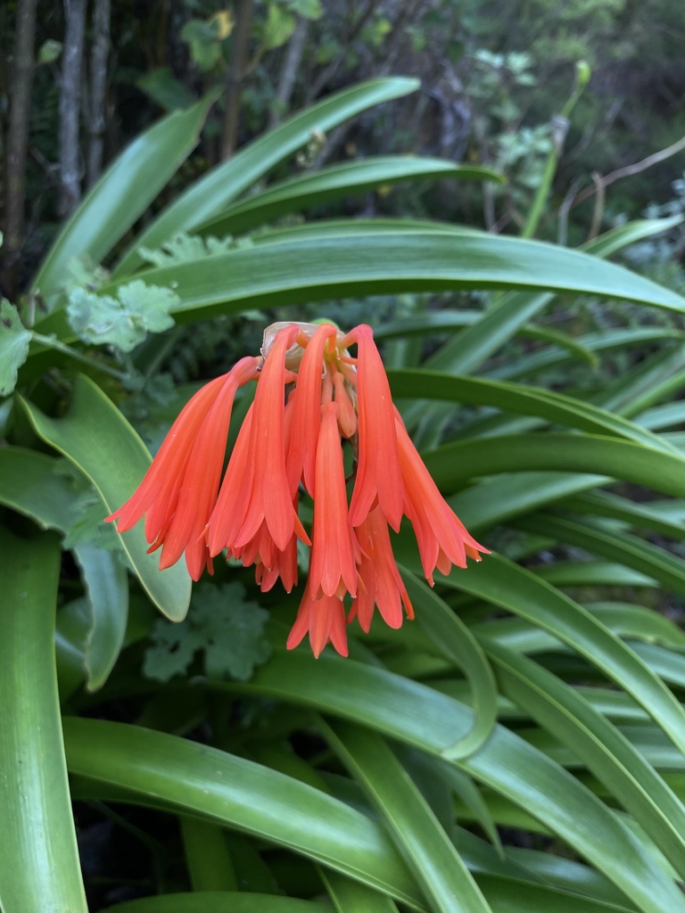 Cliff Firelily in January 2024 by Carel Fourie · iNaturalist