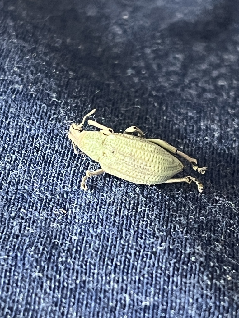 Golden-headed Weevil from Lark Ave, McAllen, TX, US on January 19, 2024 ...
