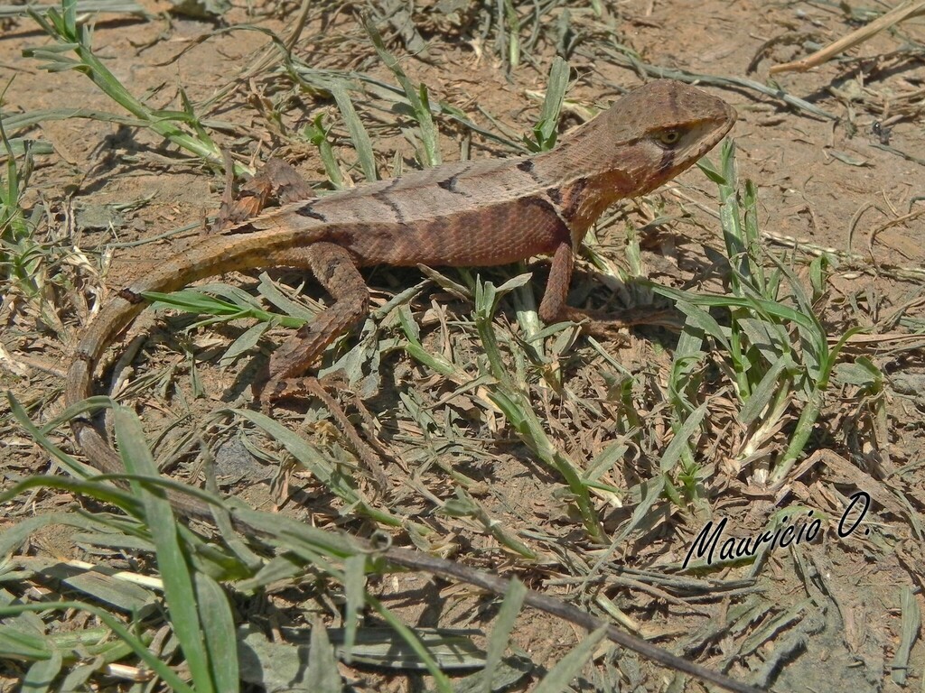 Brown Leaf Lizard from Caranavi, Bolivia on July 13, 2011 at 05:13 PM ...