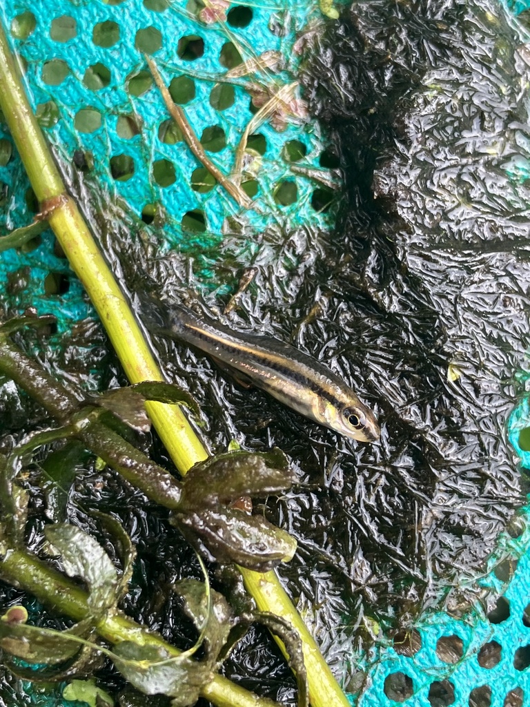 Bluefin Killifish from Rainbow Springs State Park, Dunnellon, FL, US on ...