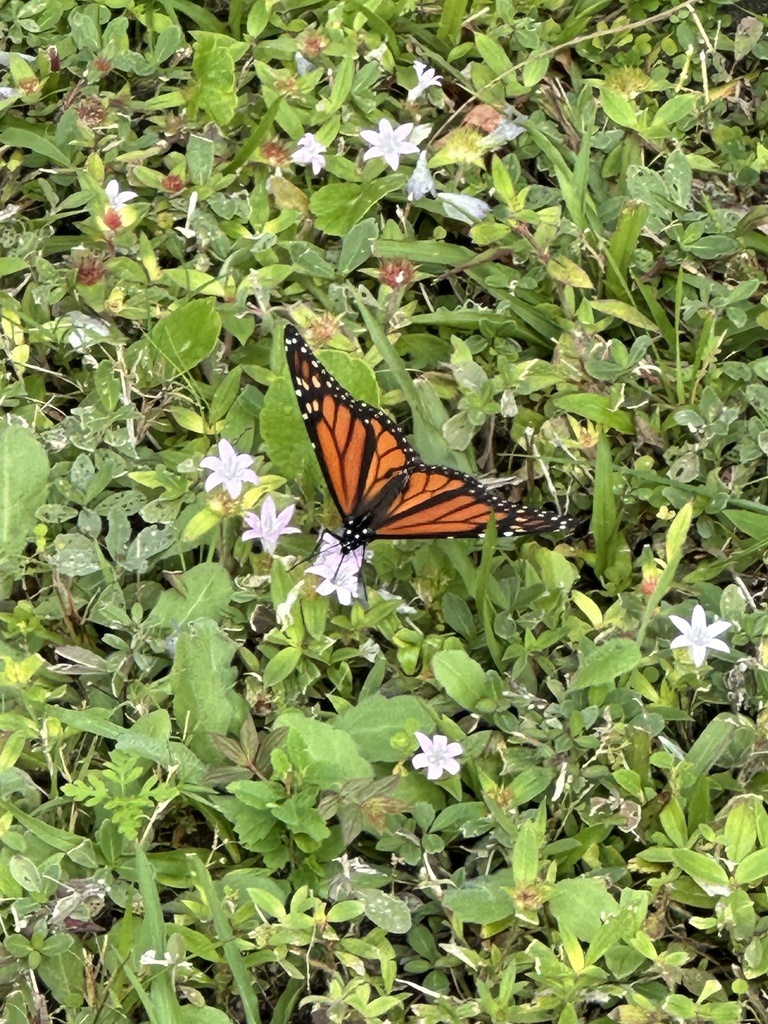 Monarch from Florida Gulf Coast University, Fort Myers, FL, US on ...