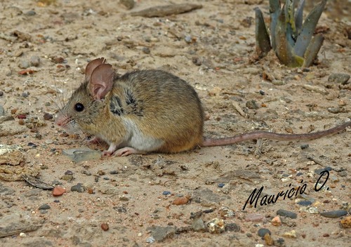 bunchgrass Leaf-eared Mouse (Phyllotis osilae) · iNaturalist United Kingdom