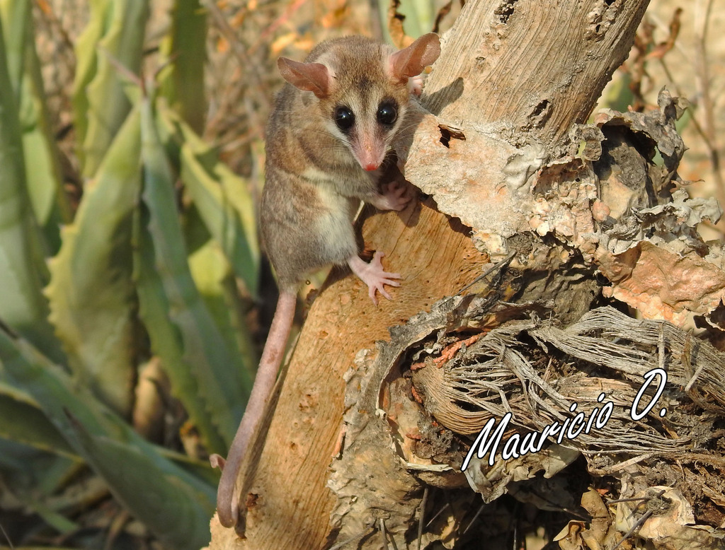 Buff-bellied fat-tailed mouse oppossum from Macrodistrito Mallasa, La ...