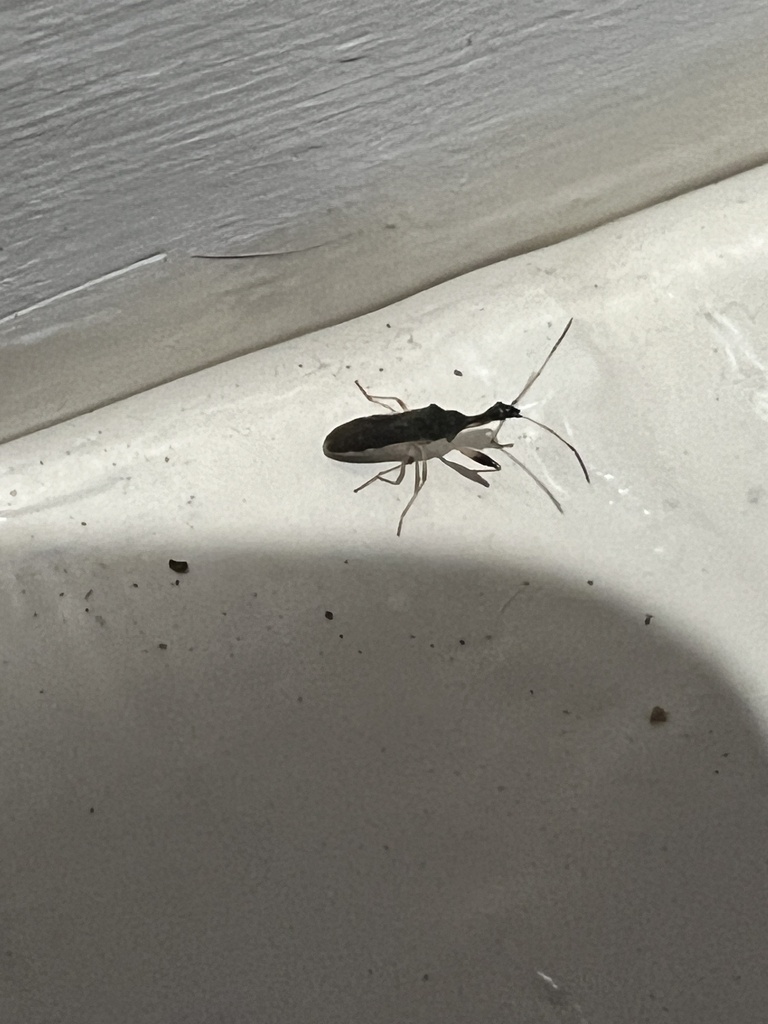 Long-necked Seed Bug in January 2024 by tadamcochran · iNaturalist