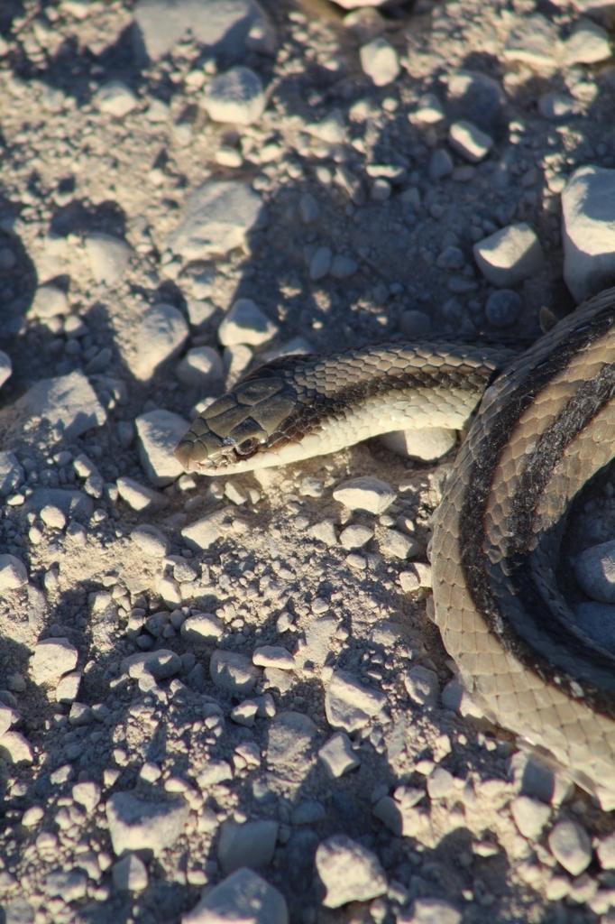 Eastern Patch-nosed Snake from 26305 Coah., México on January 19, 2024 ...