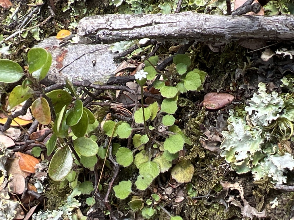 Lagenophora strangulata from Arthurs Pass, Arthur's Pass National Park ...