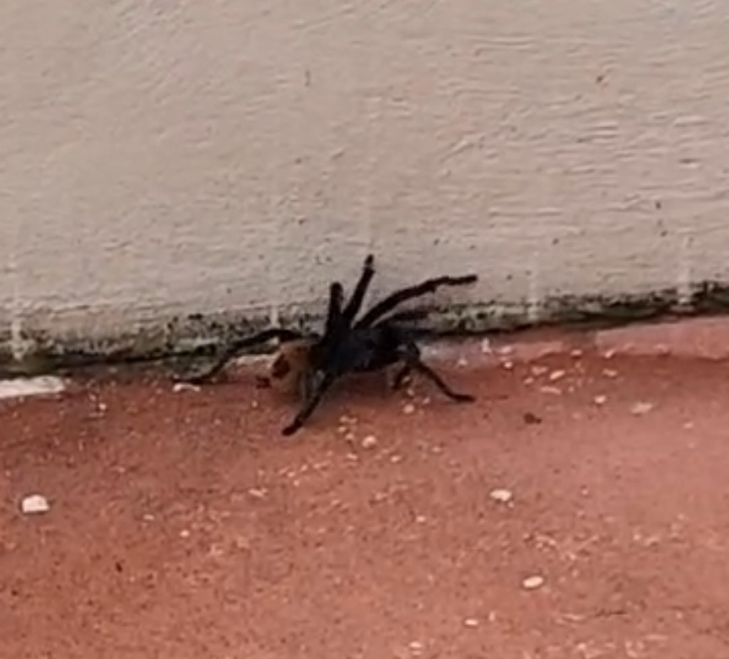 Yucatán Rust-rump Tarantula in January 2024 by Ilknur Erdogdu · iNaturalist