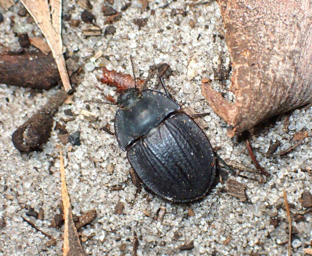 Celibe from Sandringham, George Street Reserve, VIC, Australia on ...
