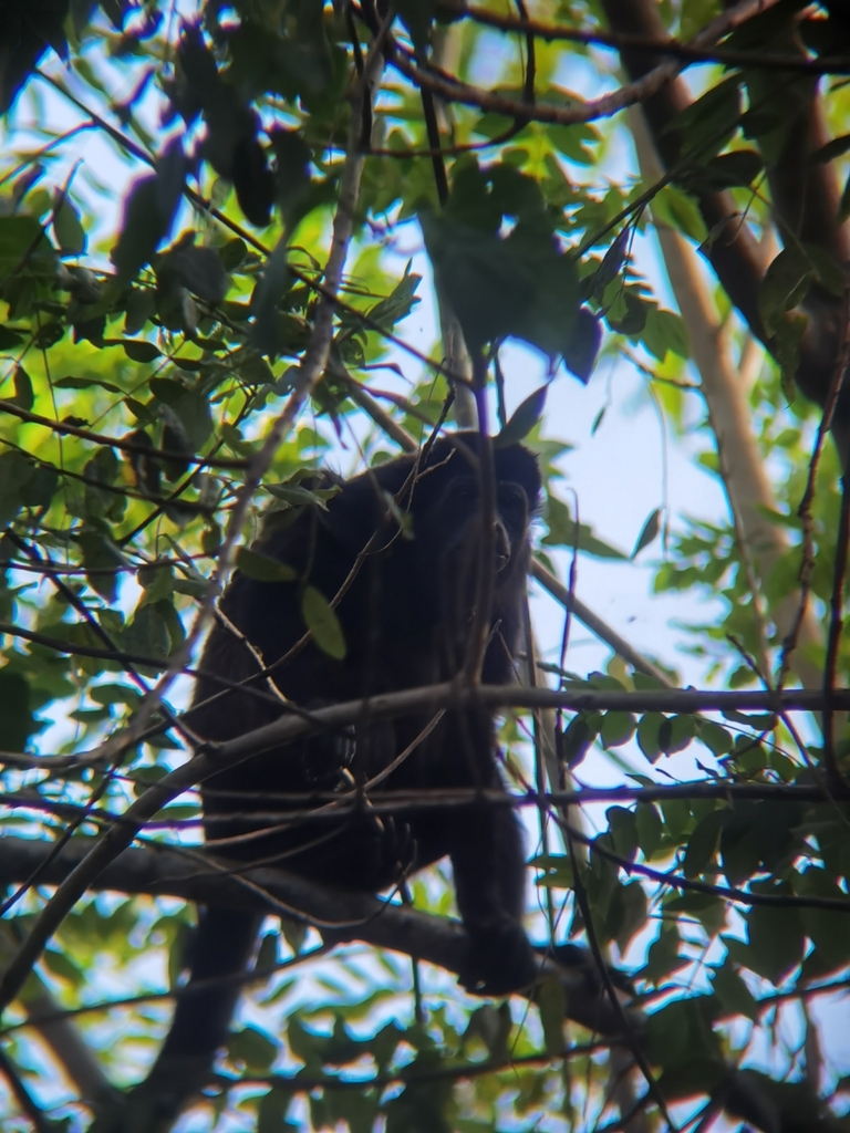 Saraguato de manto desde Talamanca, CR-LI, CR el 19 de enero de 2024 a ...