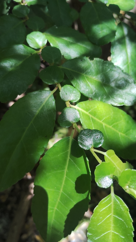 Azara celastrina from Casablanca, Valparaíso, Chile on January 19, 2024 ...