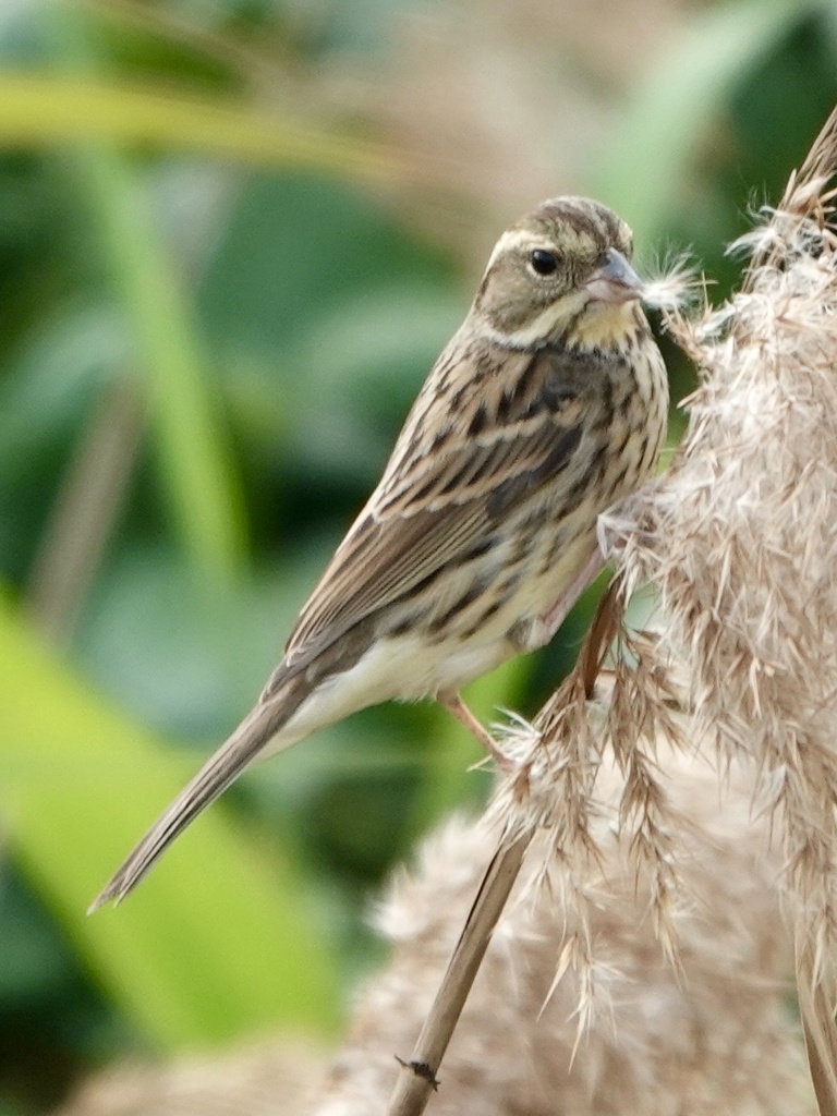 Black-faced Bunting from Jilong River, Shilin District, TPE, TW on ...