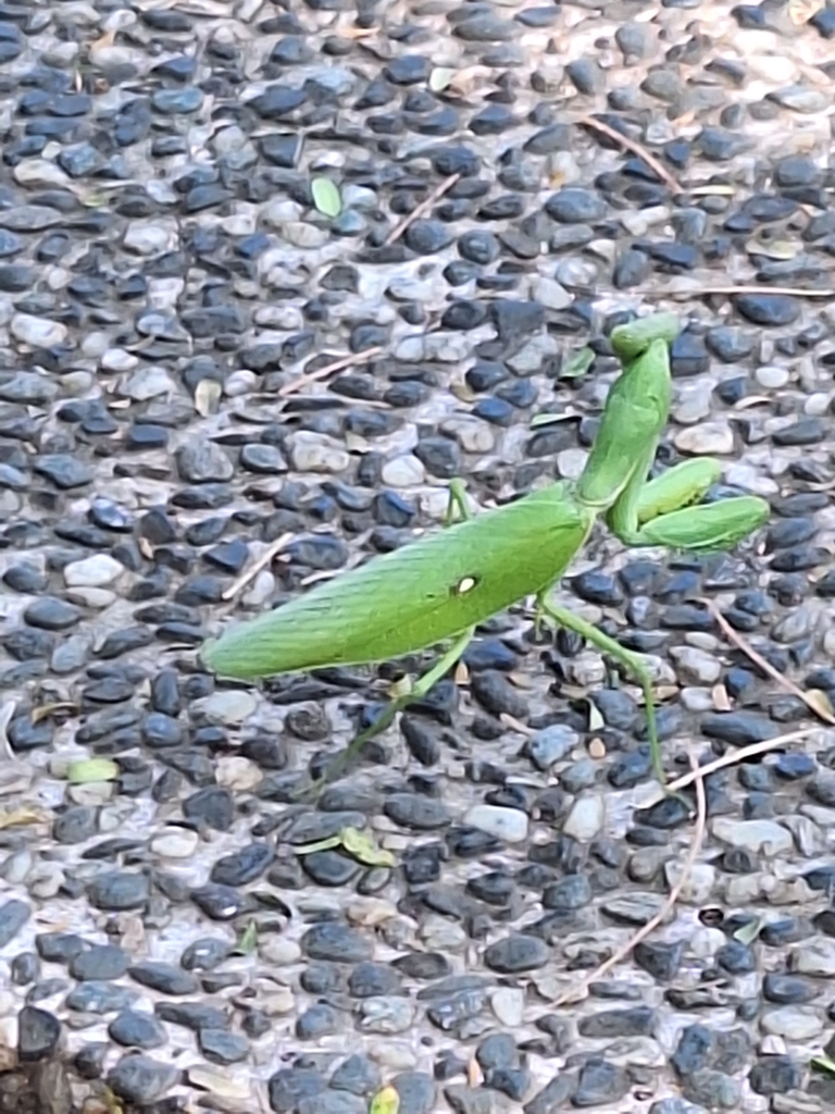 Giant Asian Mantis from 407台灣台中市西屯區資源教室 on January 20, 2024 at 01:33 PM ...