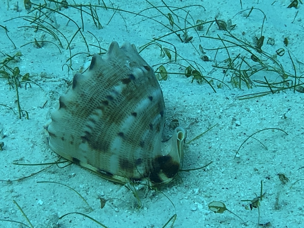 Horned Helmet Snail from Bohol Sea, Central Visayas, PH on January 18 ...