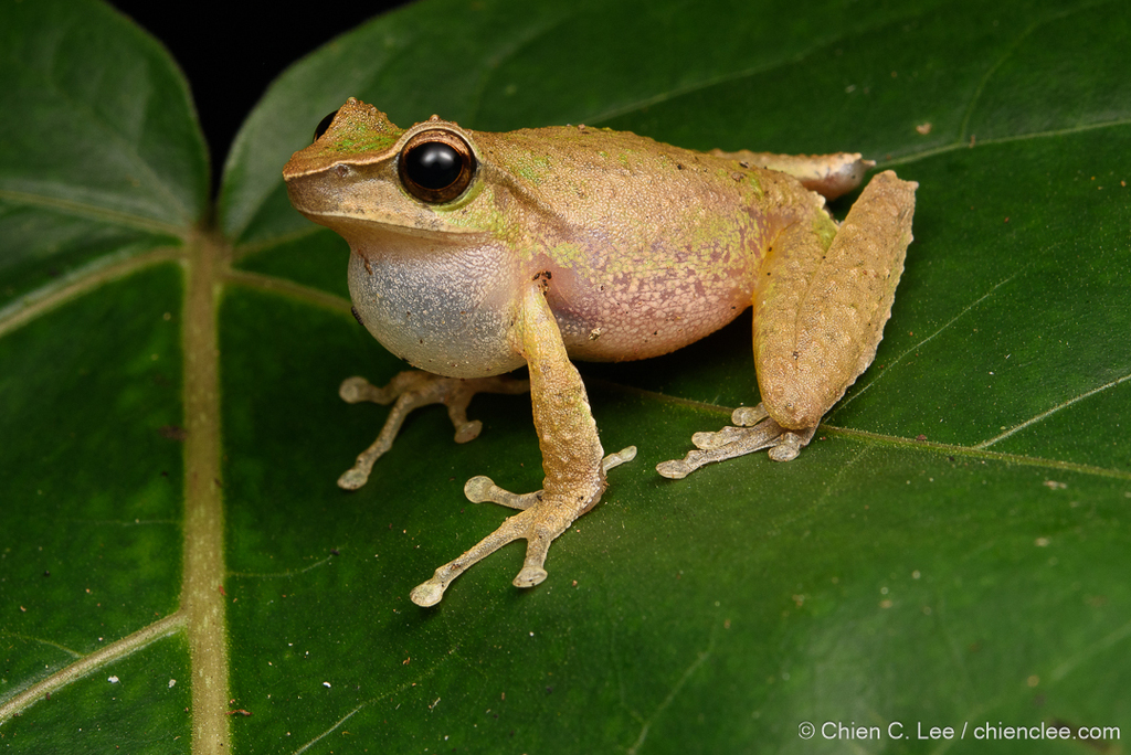 Arfakiana Tree Frog from Arfak Mountains Regency, West Papua, Indonesia ...