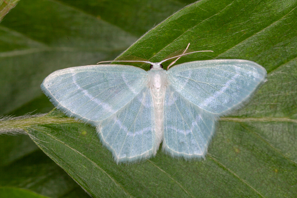 Little Emerald from 94107 Untergriesbach, Deutschland on May 22, 2023 ...