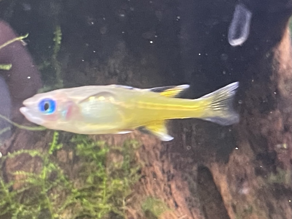 Pacific Blue Eye from Old North Rd, Rocksberg, QLD, AU on January 20 ...