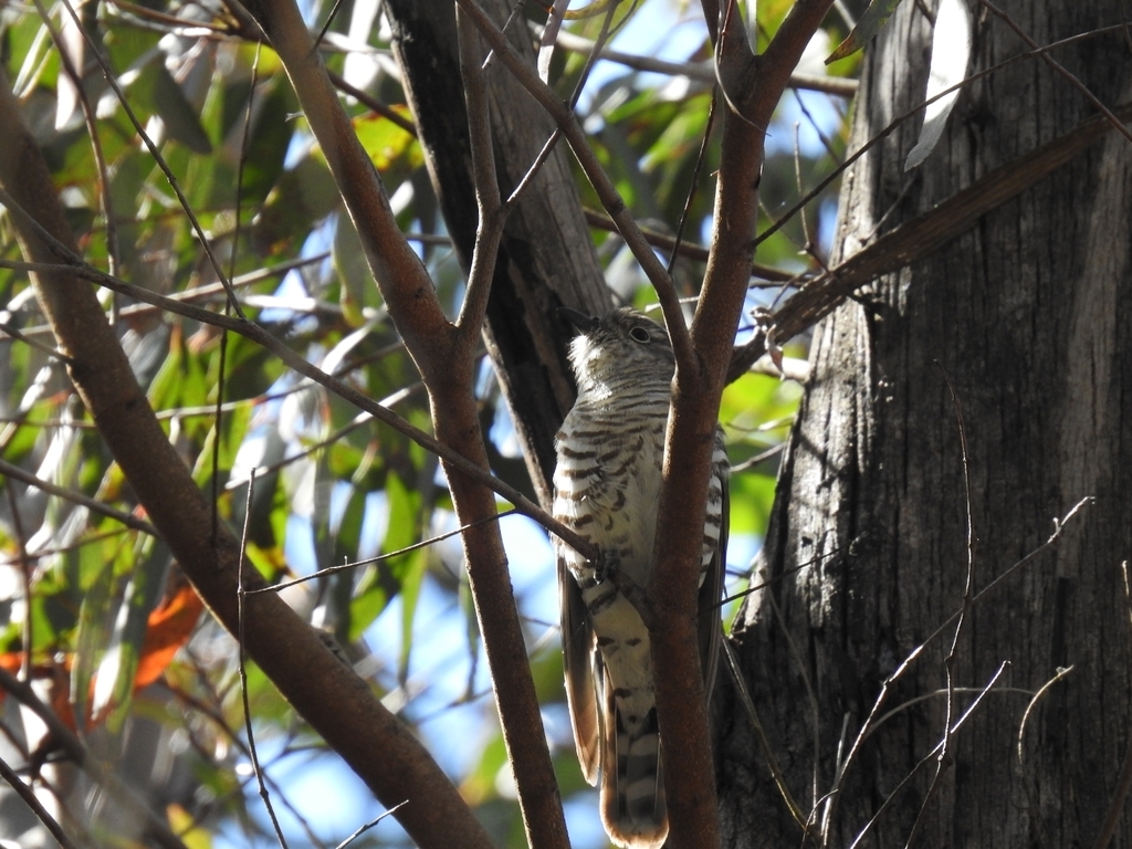 Shining Bronze-Cuckoo from Clarence NSW 2790, Australia on November 9 ...