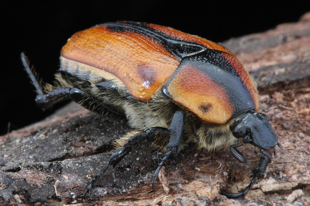 Cowboy Beetle from Melbourne VIC, Australia on January 20, 2024 at 05: ...
