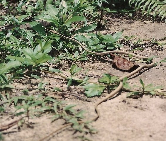 Vine Snakes from Cahuita National Park, Talamanca, Limon, CR on July 20 ...