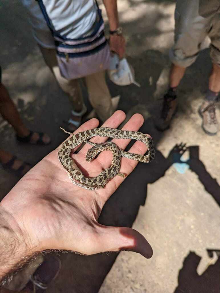 Green Rat Snake from Provincia de Puntarenas, Puntarenas, Costa Rica on ...
