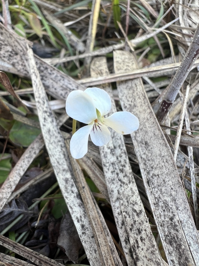 white bog violet from Babson Park, FL, US on January 20, 2024 at 10:24 ...