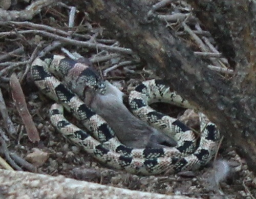 Long-nosed Snake in June 2015 by jtak · iNaturalist