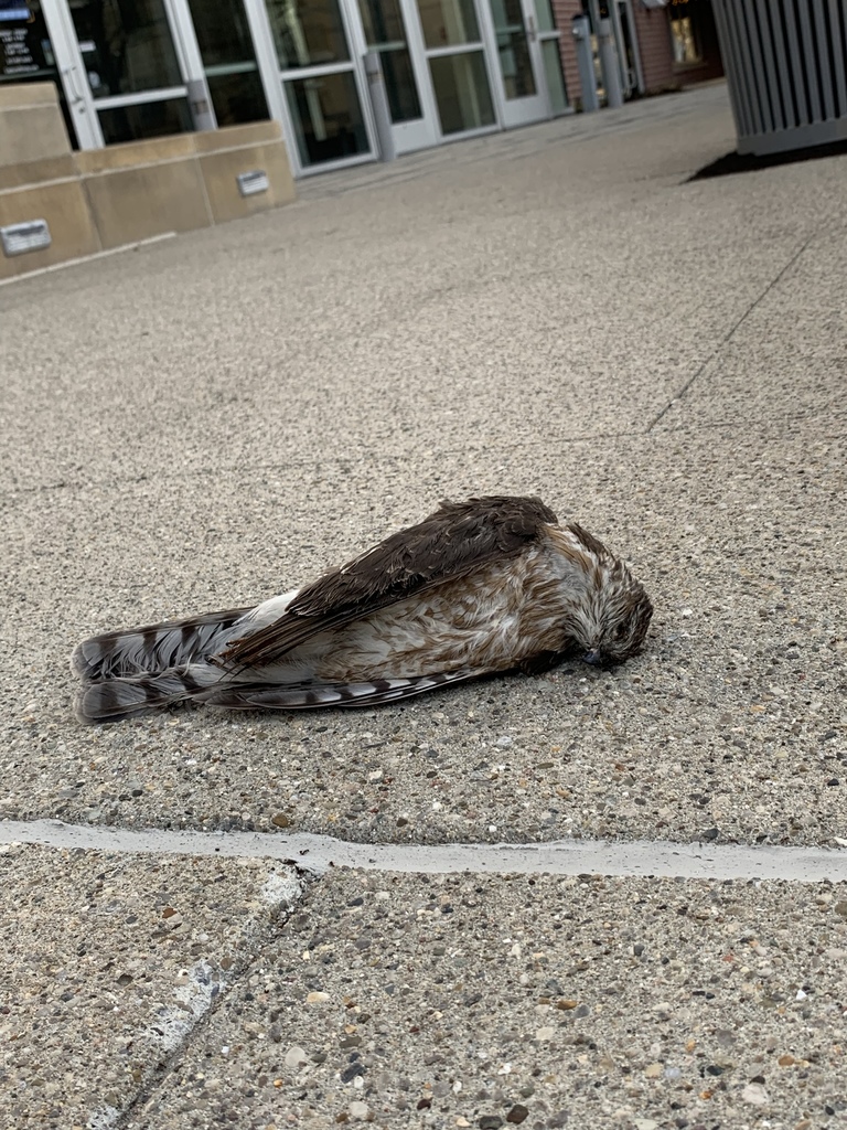 Sharp-shinned Hawk in April 2019 by Austin Broadwater. Deceased ...