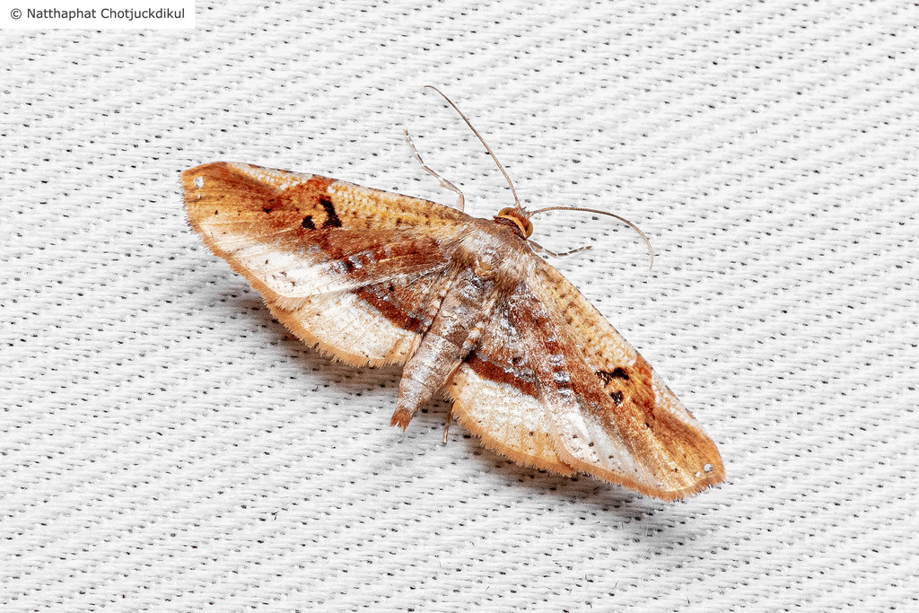 Calindoea fasciata from Doi Phu Kha NP on October 22, 2022 at 05:27 AM ...