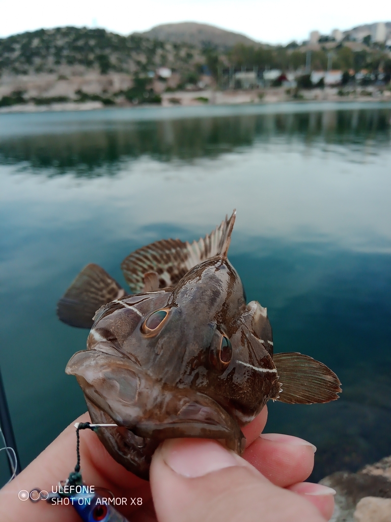 White Grouper in May 2023 by nikoskarakioulafis · iNaturalist