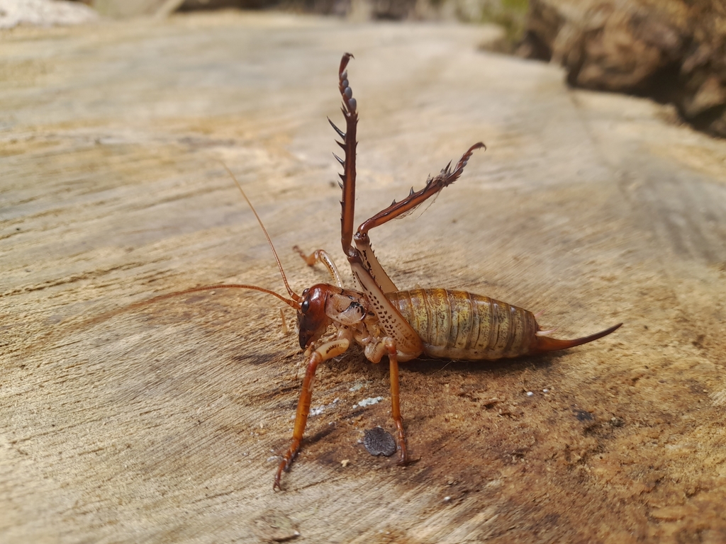 Auckland Tree Weta from Tāwharanui Peninsula, 0986, New Zealand on ...
