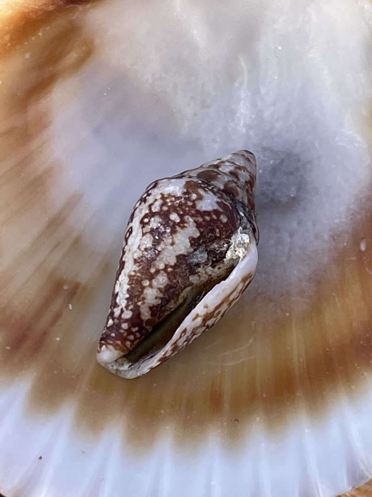 Parametaria dupontii from Avenida Viento del Mar, MX on January 19 ...