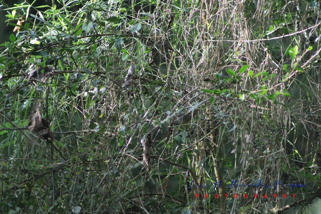 MacGillivray's Warbler from Reserva Territorial, Col. Santa Bárbara ...