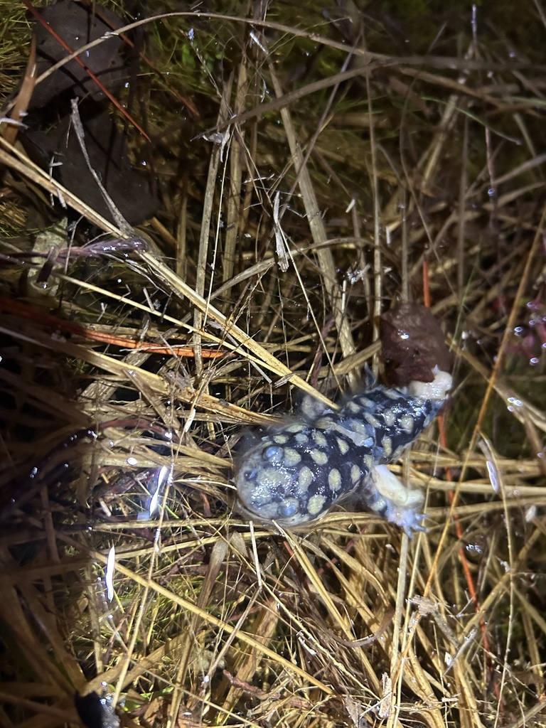 Tiger Salamander in January 2024 by Michael Cole Corley. Found deceased ...