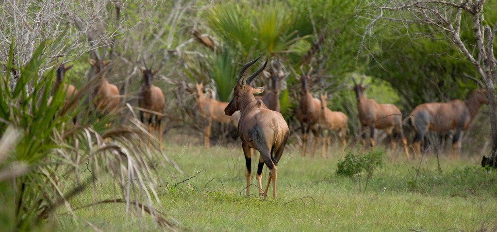 Coastal Topi in May 2013 by Yvonne A. de Jong. Photograph by Yvonne de ...