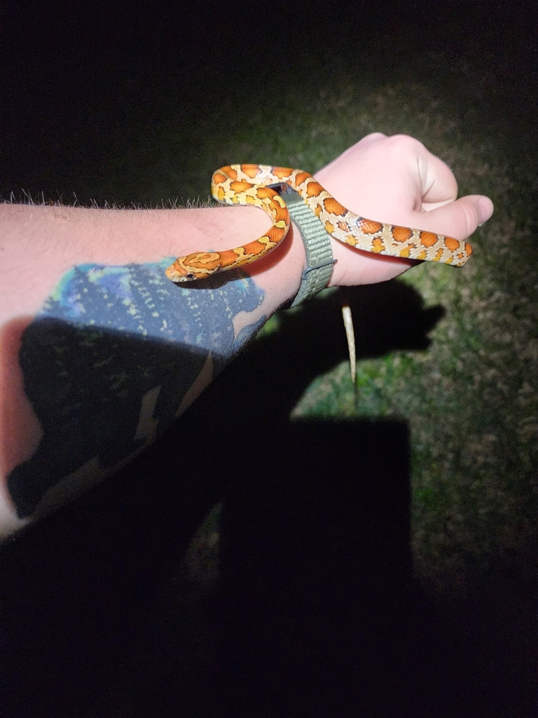 Corn Snake from Everglades National Park on January 19, 2024 at 09:06 ...