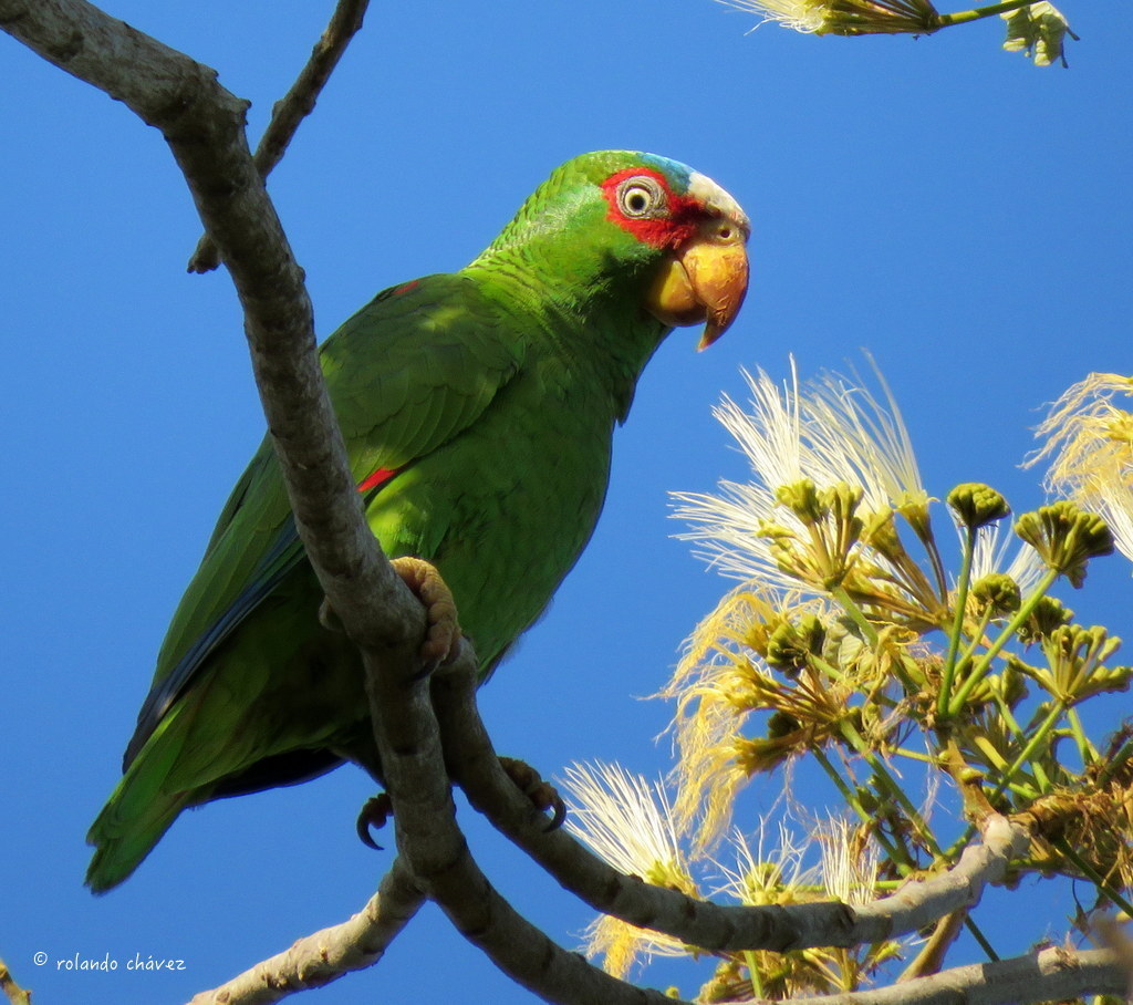 White-fronted Parrot in March 2019 by Rolando Chavez · iNaturalist