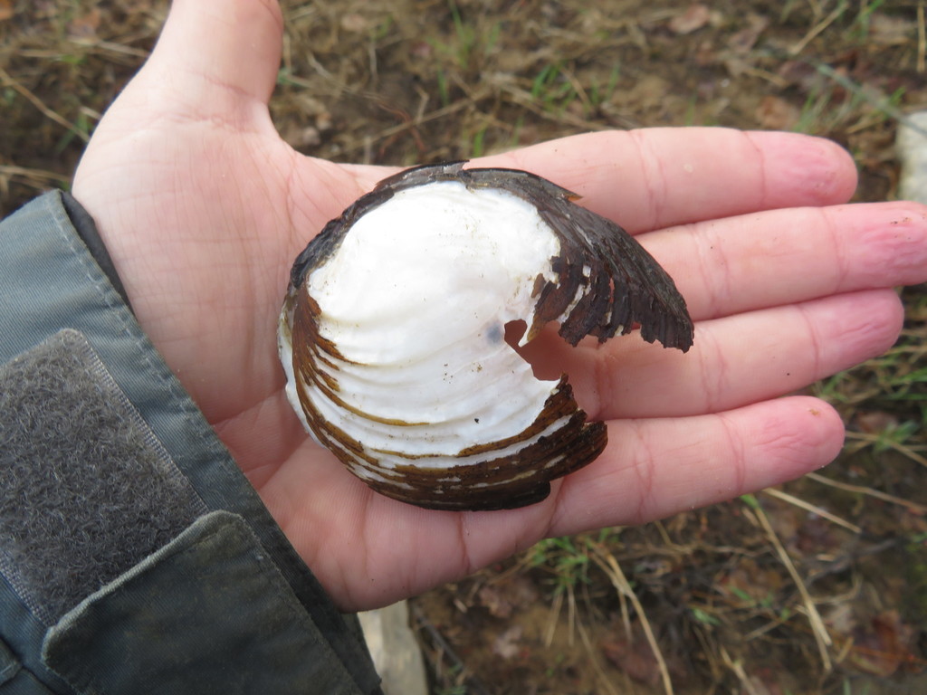 Pimpleback from Oil City, PA 16301, USA on April 13, 2019 at 09:31 AM ...