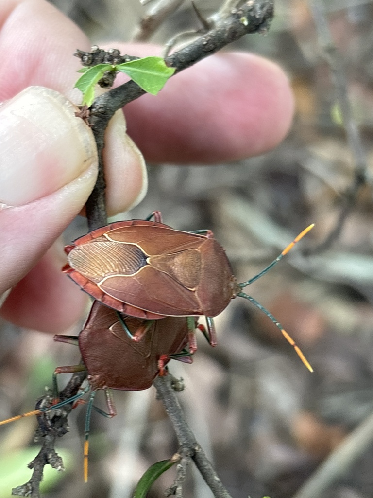 Bronze Orange Bug from Tallegalla, QLD, AU on January 21, 2024 at 08:31 ...