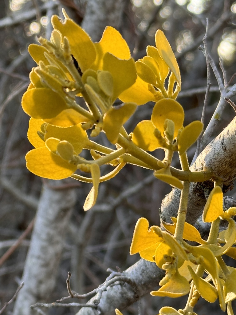 American Mistletoe from Italy, TX, US on January 20, 2024 at 04:26 PM ...