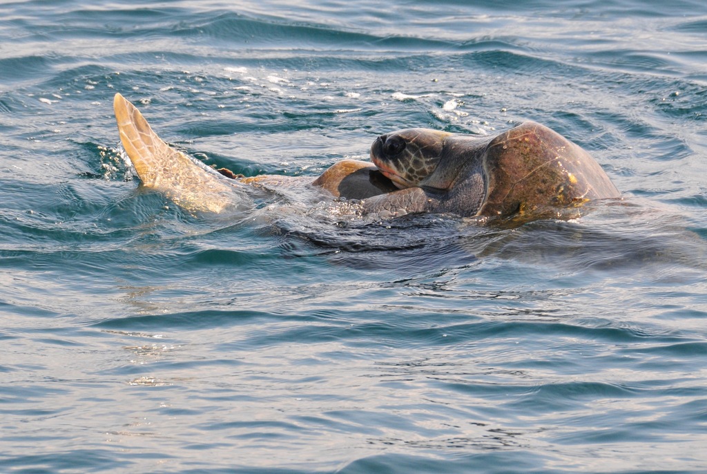Olive Ridley Sea Turtle in March 2009 by Larry Halverson · iNaturalist