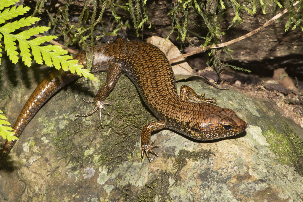 Blue-speckled Forest Skink from Innes View NSW 2429, Australia on ...