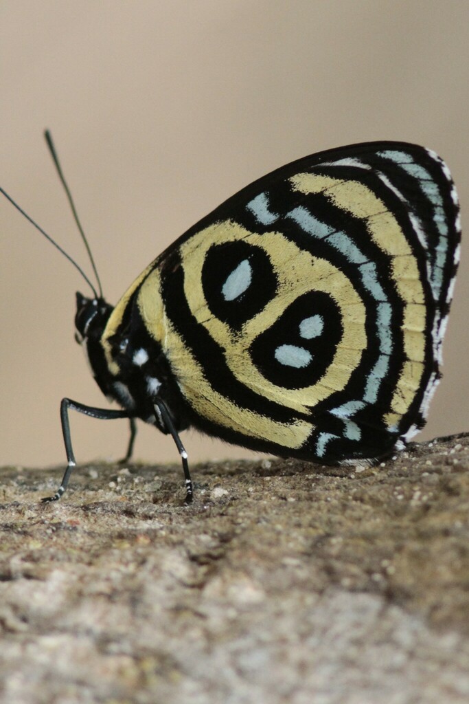 Callicore ines from Mocoa, Putumayo, Colombia on April 20, 2012 at 01: ...