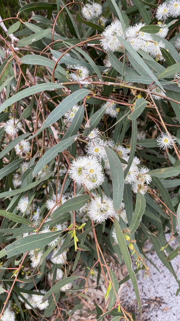 manna gum from Langwarrin Flora & Fauna Reserve, Langwarrin, VIC, AU on January 21, 2024 at 10: ...