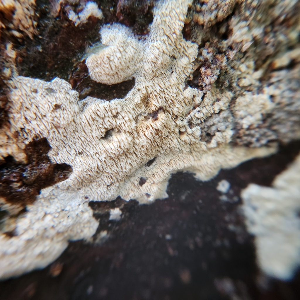 Xylodon raduloides from Clinton, WA 98236, USA on January 20, 2024 at ...